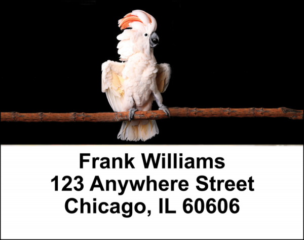 Cockatoos Address Labels