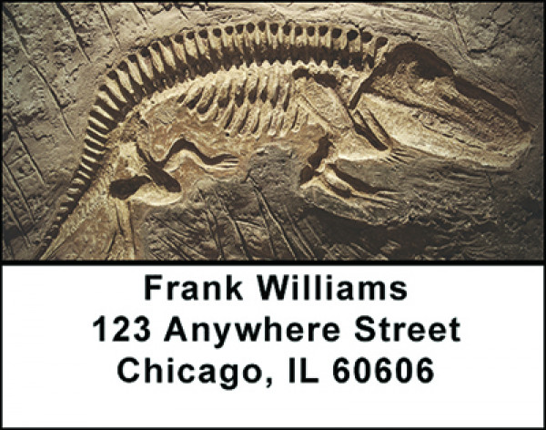 Dinosaur Bones & Fossils
